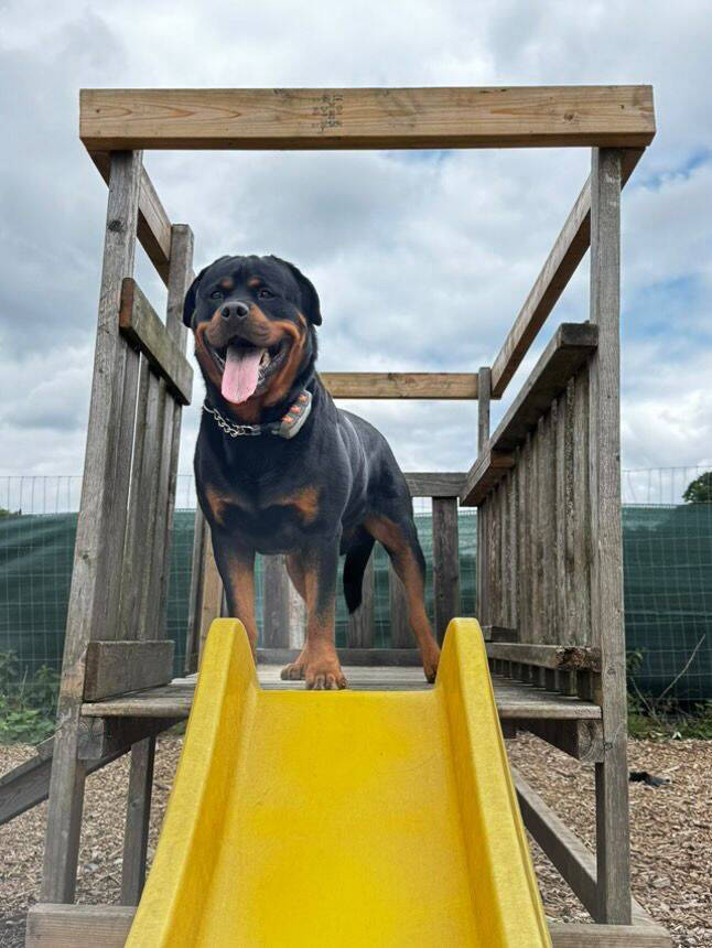Dog Walking Park | Allseasons Paw Parks