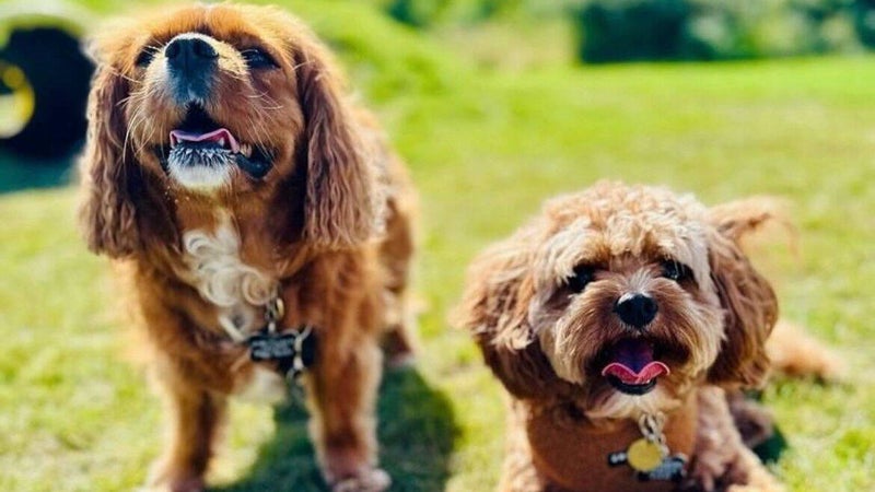 Dog Walking Park | Allseasons Paw Parks