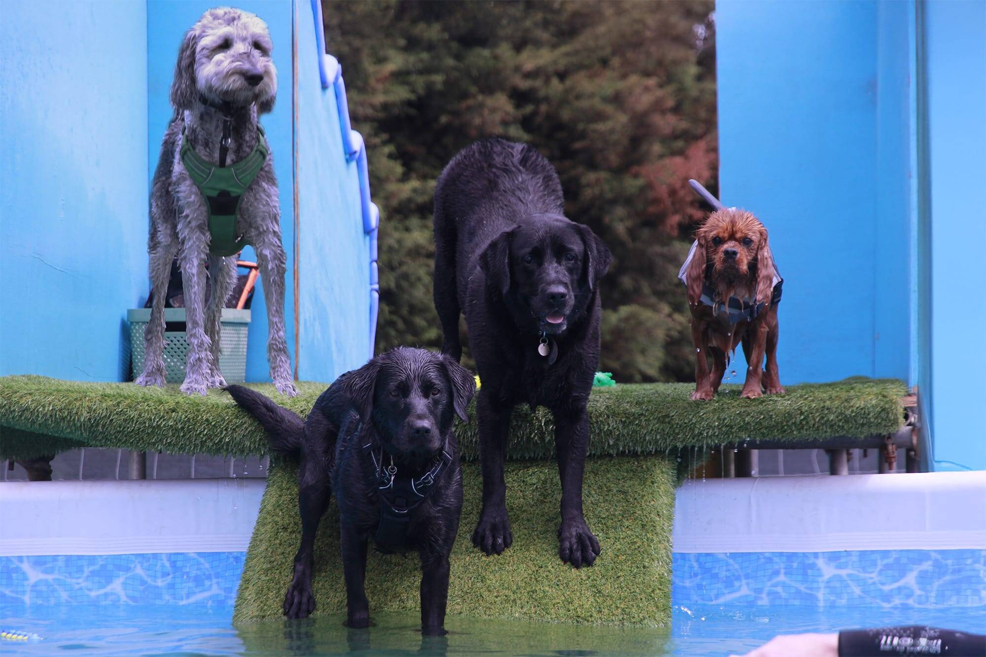Paddle Park | Allseasons Paw Parks